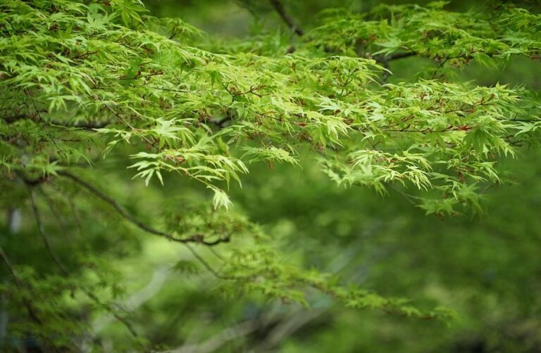 【Excel】IMARGUMENT関数の使い方