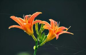 【Excel】ERF関数の使い方